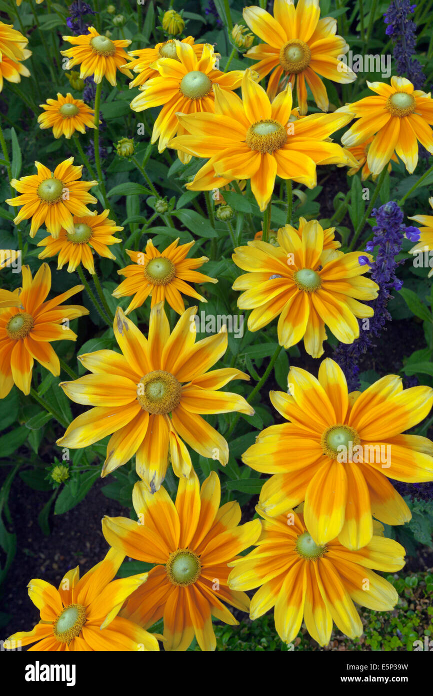 Rudbeckia hirta prairie sun hi-res stock photography and images - Alamy