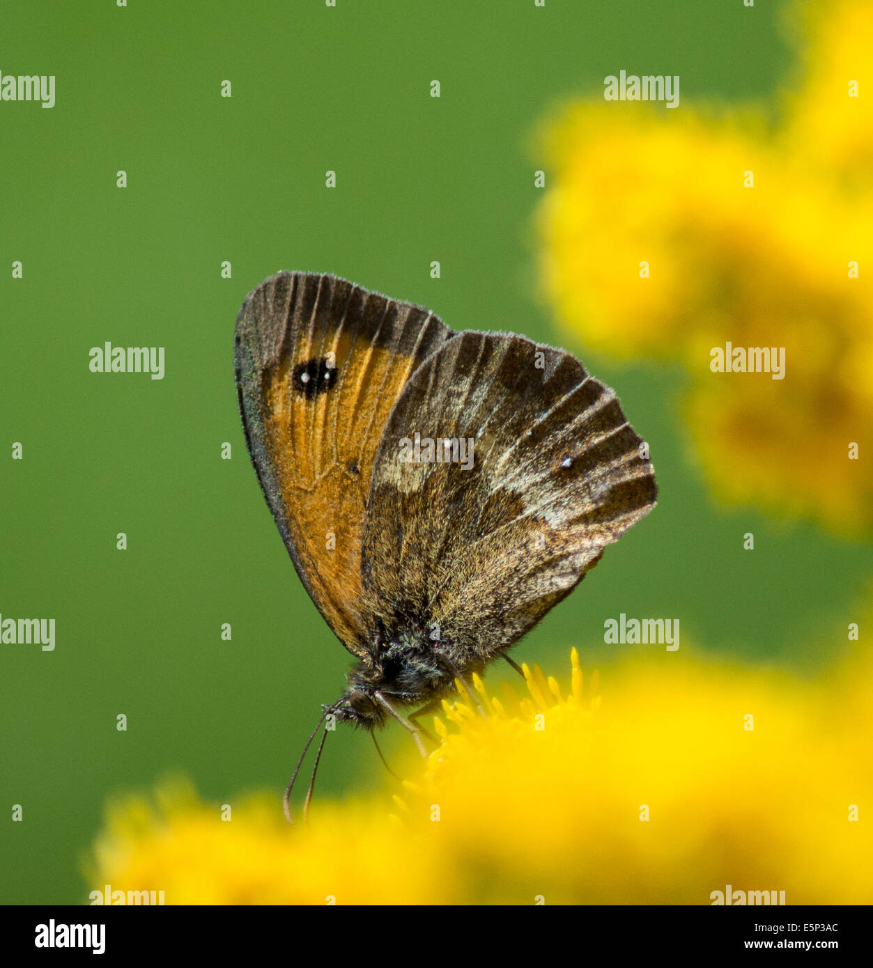 Gatekeeper butterfly side view hi-res stock photography and images - Alamy