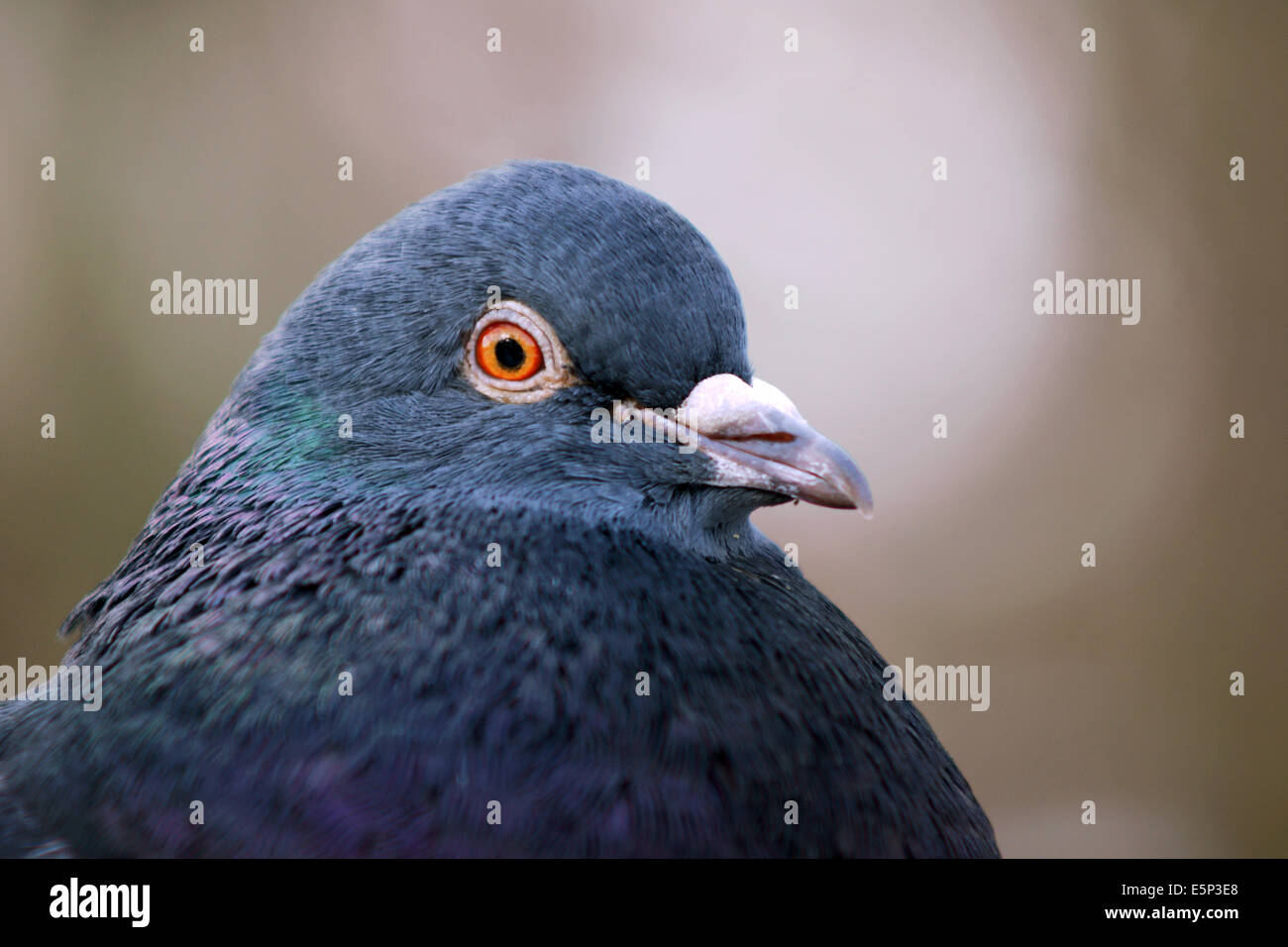 Portrait of a gray pigeon Stock Photo - Alamy