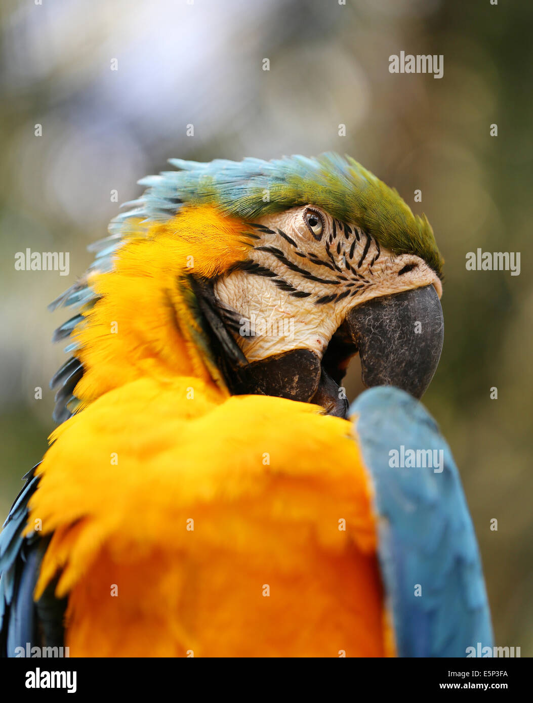 close-up portrait of a large blue macaw Stock Photo - Alamy