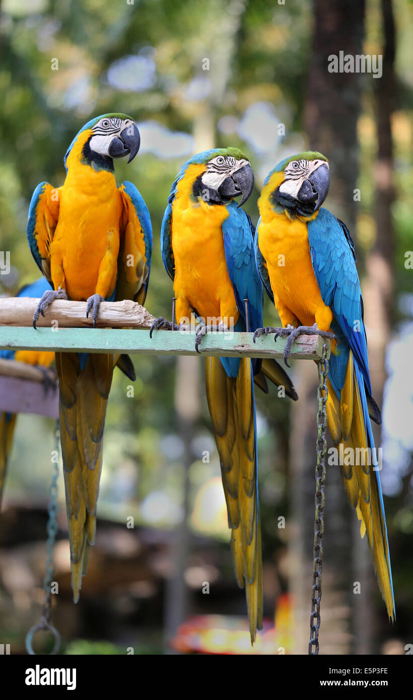 Beautiful colorful parrots macaw on large branch Stock Photo - Alamy