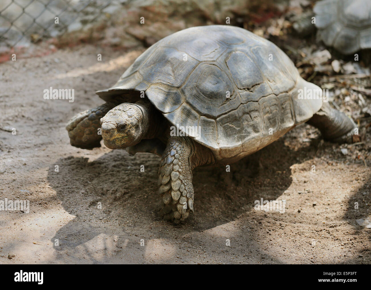 Funny big head hi-res stock photography and images - Alamy