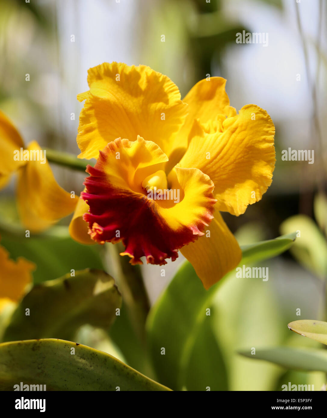 beautiful blooming yellow orchid in the garden Stock Photo - Alamy