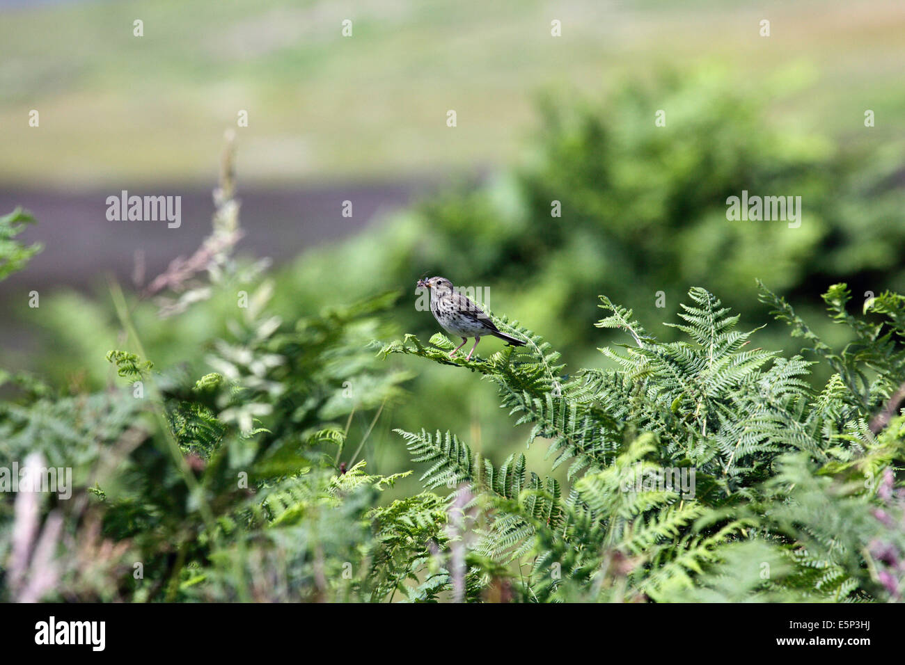 Meadow pipit, (Anthus pratensis), with insects in it's mouth, Isle of ...