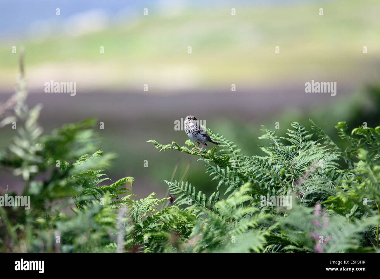Meadow pipit, (Anthus pratensis), with insects in it's mouth, Isle of ...