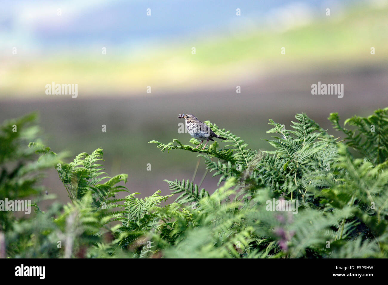 Meadow pipit, (Anthus pratensis), with insects in it's mouth, Isle of ...