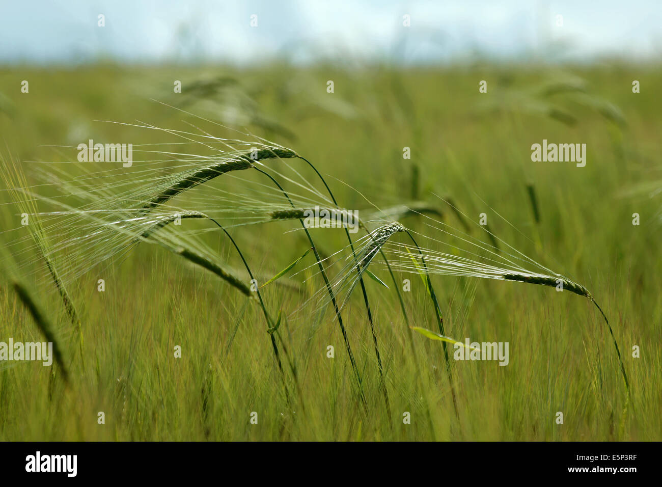 Ears of rye, farming in Poland Stock Photo - Alamy