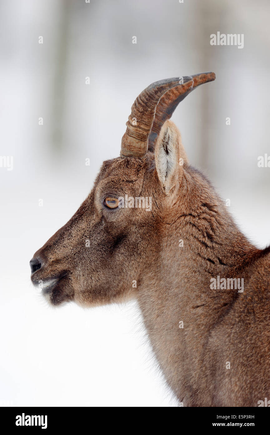 Ibex female hi-res stock photography and images - Alamy