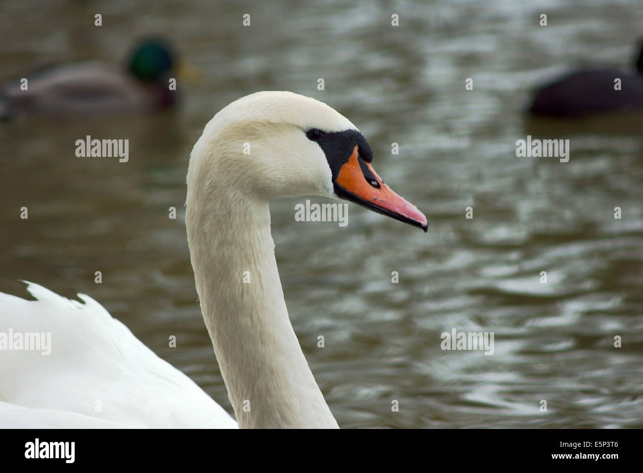 Swan nose hi-res stock photography and images - Alamy