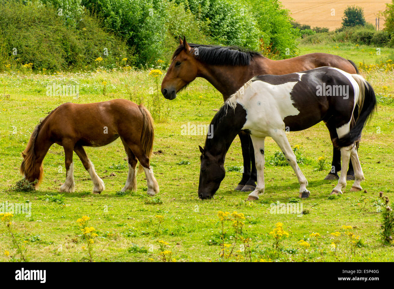 Group domestic horse hi-res stock photography and images - Alamy