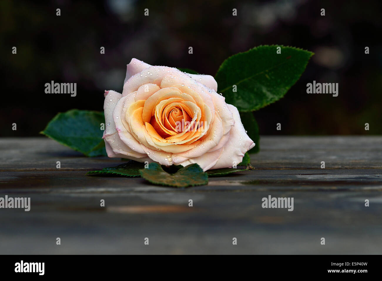 Branch of roses hi-res stock photography and images - Alamy