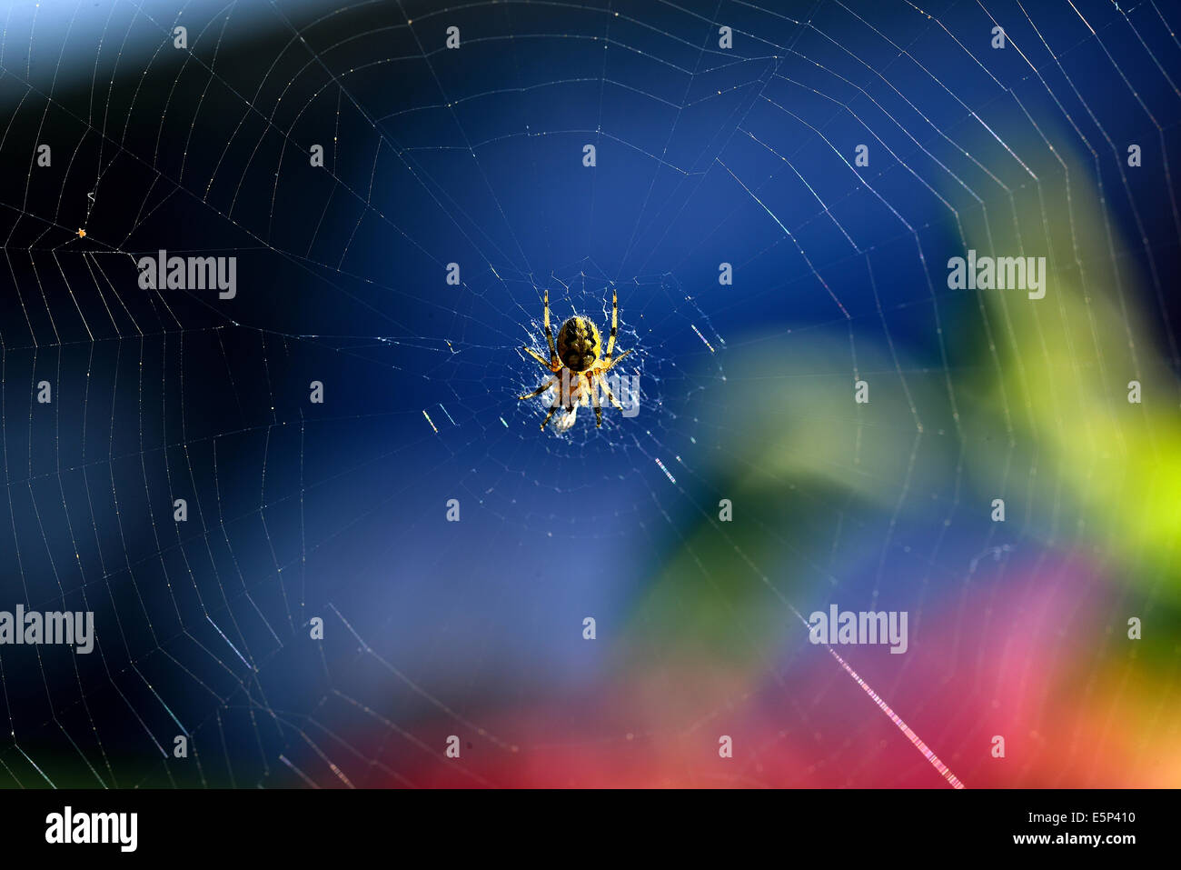 Spiders and insects hi-res stock photography and images - Alamy