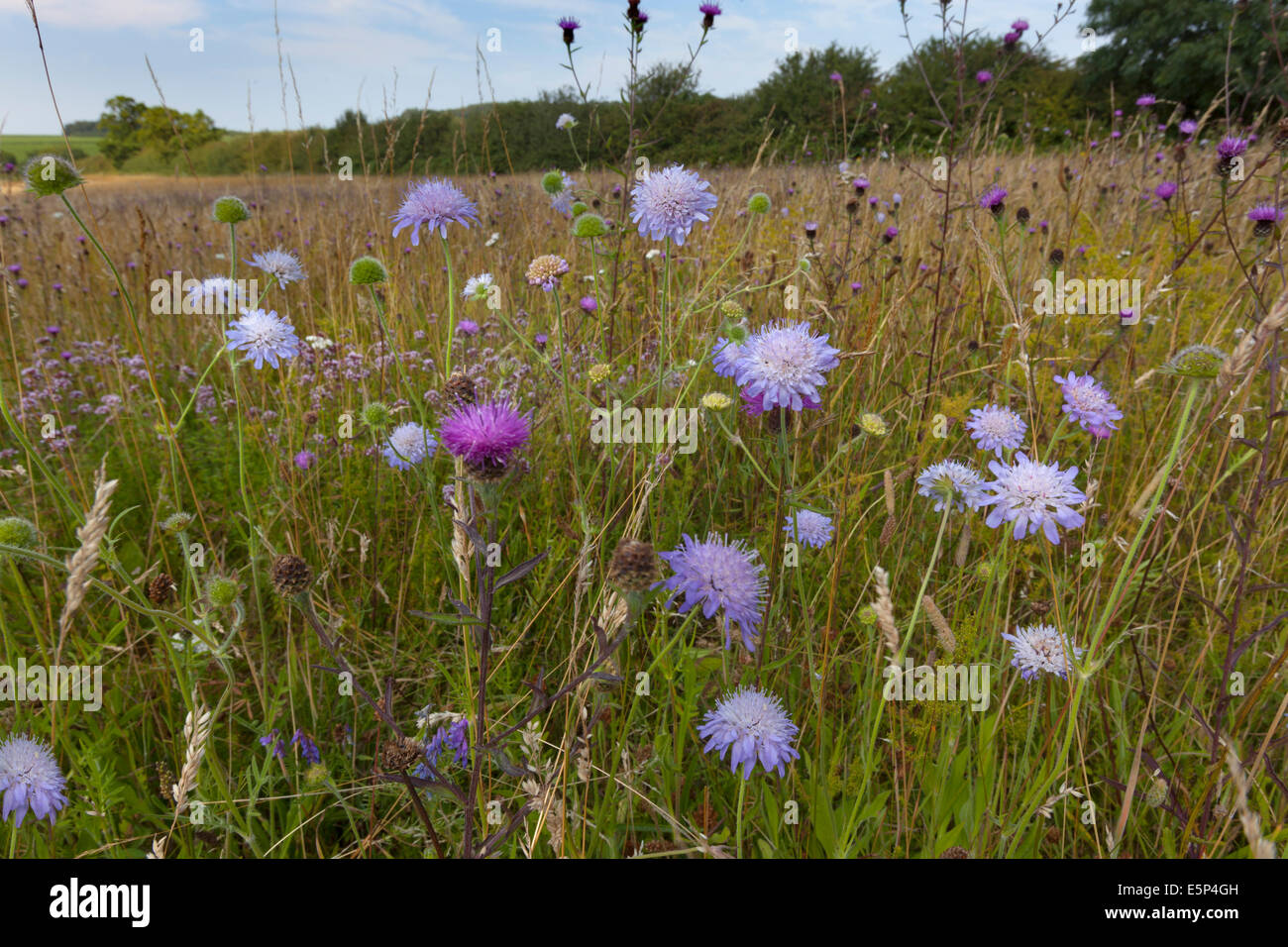 Field Scabious Knautia arvensis and Knapweed on Field Edge Stock Photo ...