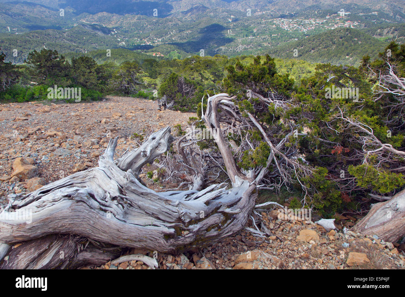 Ancient Juniper trees Juniperus foeditissima in Troodhos National Park ...