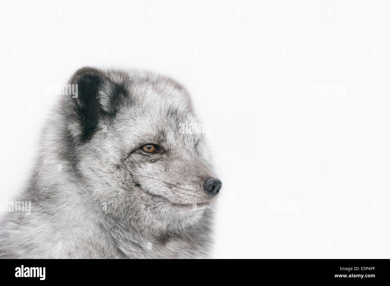 Arctic fox head in snow hi-res stock photography and images - Alamy