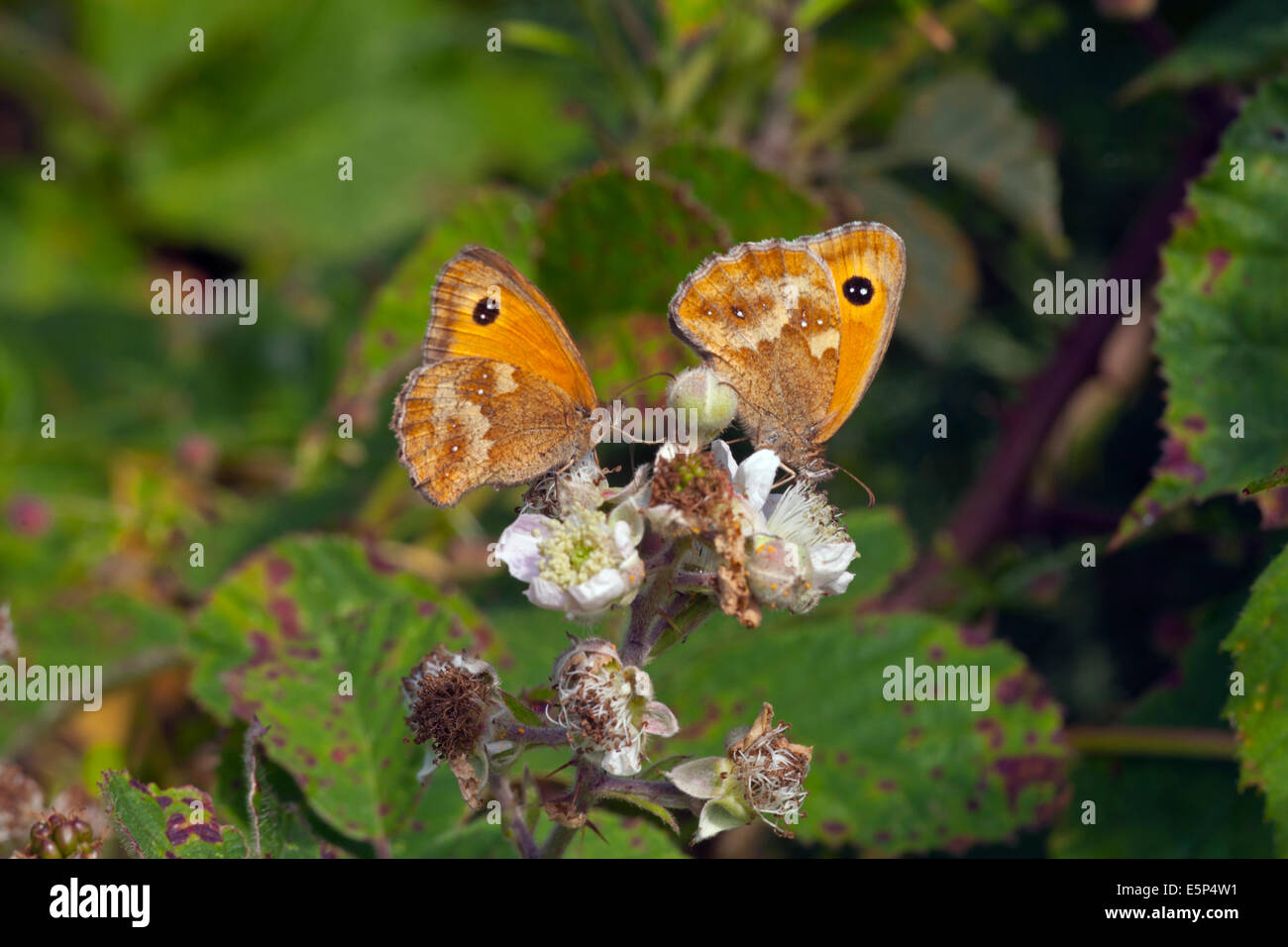 Gatekeeper Butterfly Pyronia tithonus on bramble flowers Stock Photo ...