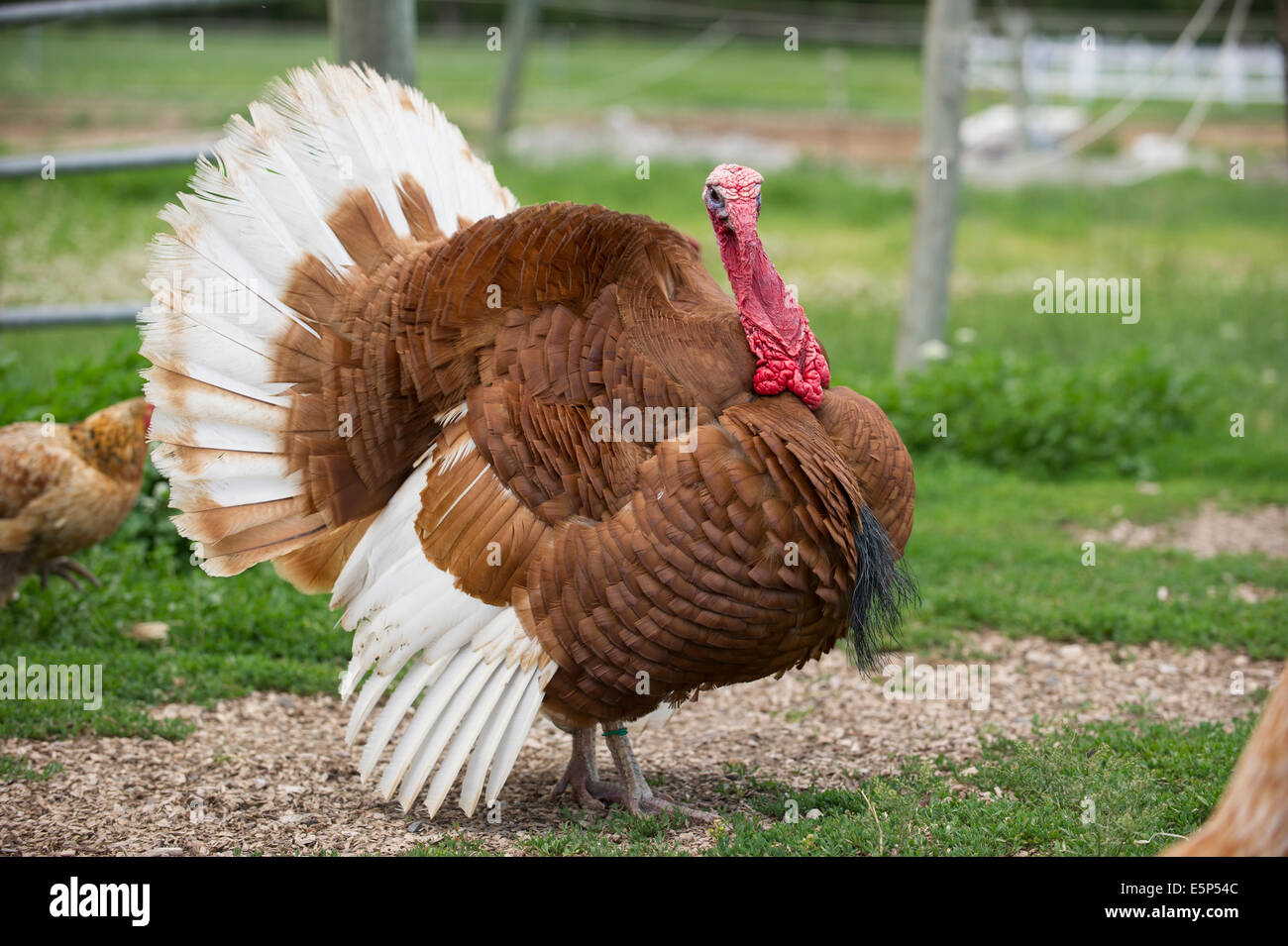 Brown Turkey