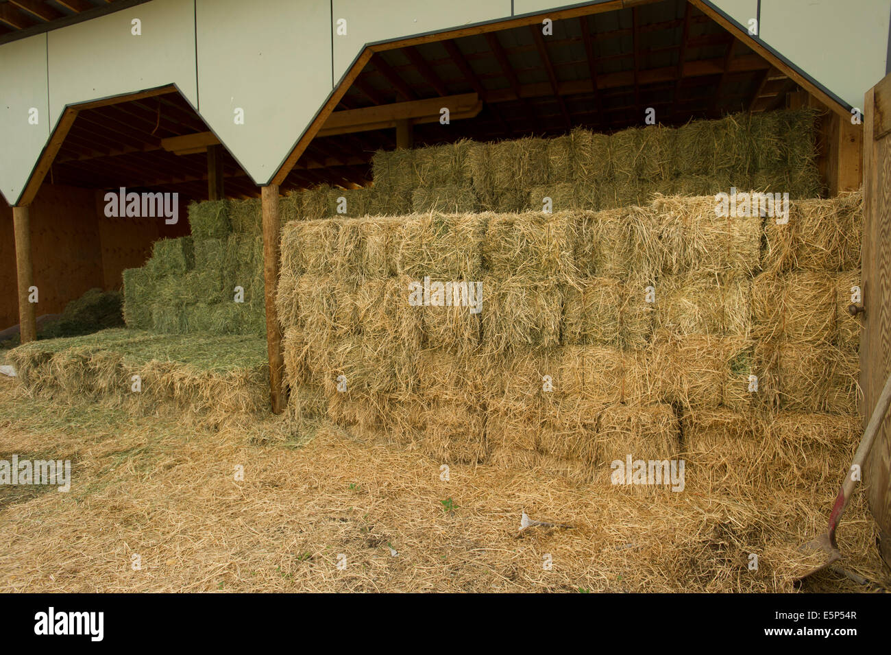 Bales of stacked hay in a storage shed Stock Photo - Alamy
