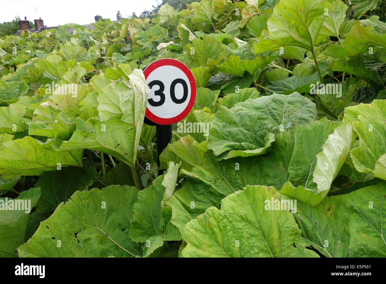 Road traffic speed limit sign hidden badly maintained 30mph uk Stock ...