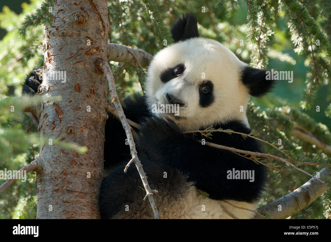 A 1-year old Giant Panda cub, called Xing Bao, climbs more than 10 ...