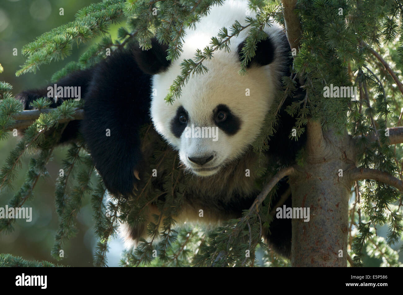 A 1-year old Giant Panda cub, called Xing Bao, climbs more than 10 ...