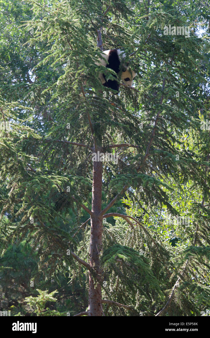 A 1-year old Giant Panda cub, called Xing Bao, climbs more than 10 ...