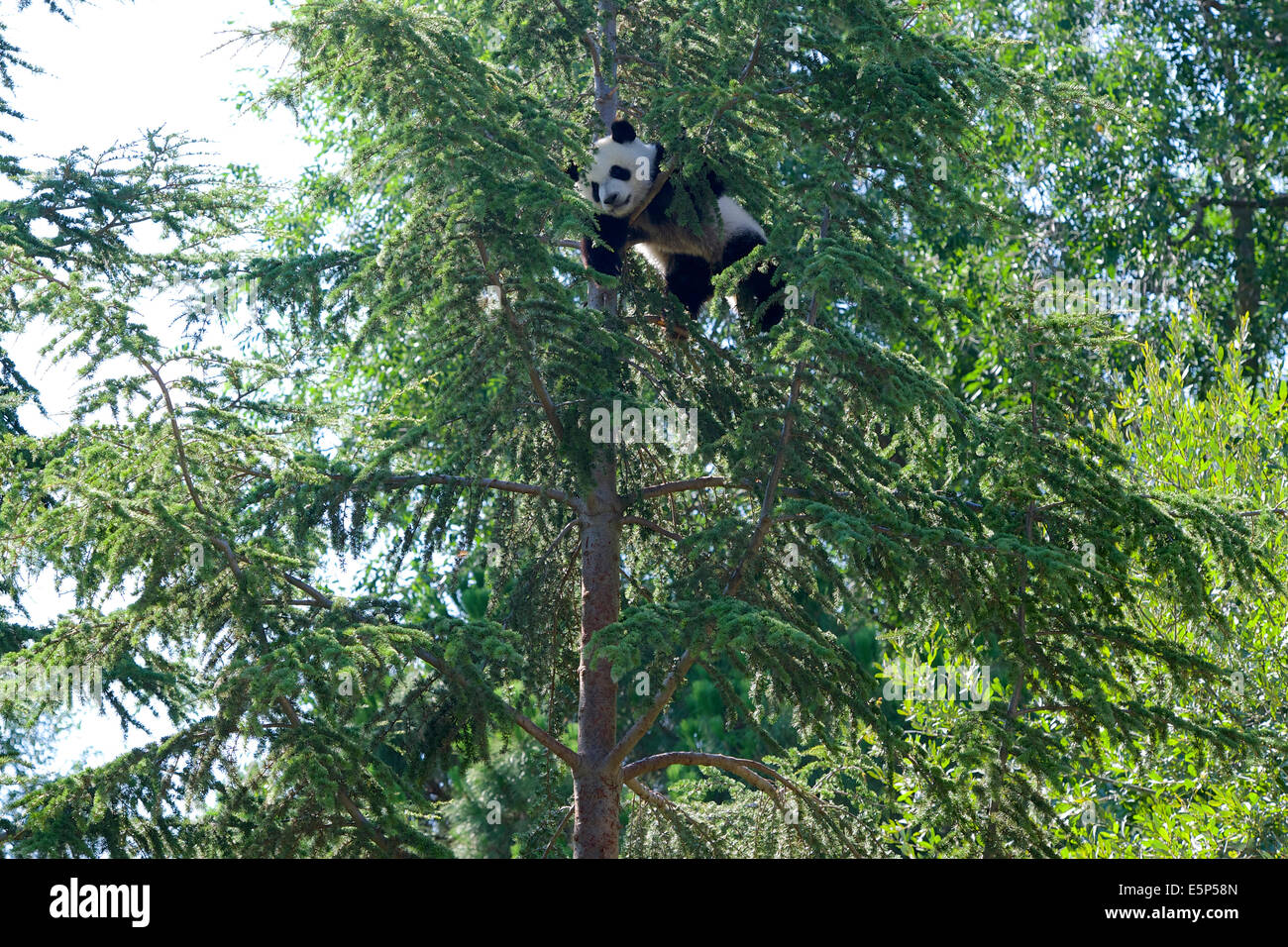 A 1-year old Giant Panda cub, called Xing Bao, climbs more than 10 ...