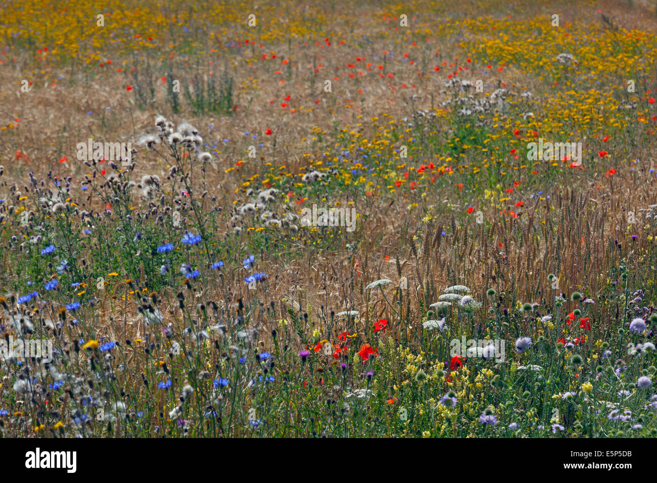 Arable weeds growing in organic barley crop Stock Photo - Alamy