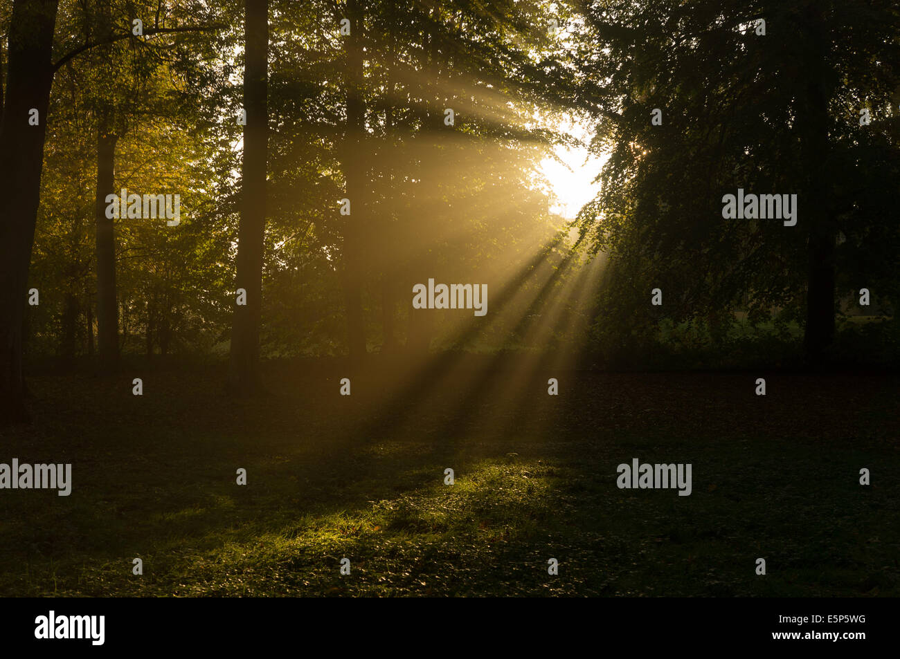 Warm morning sun light sunlight hi-res stock photography and images - Alamy