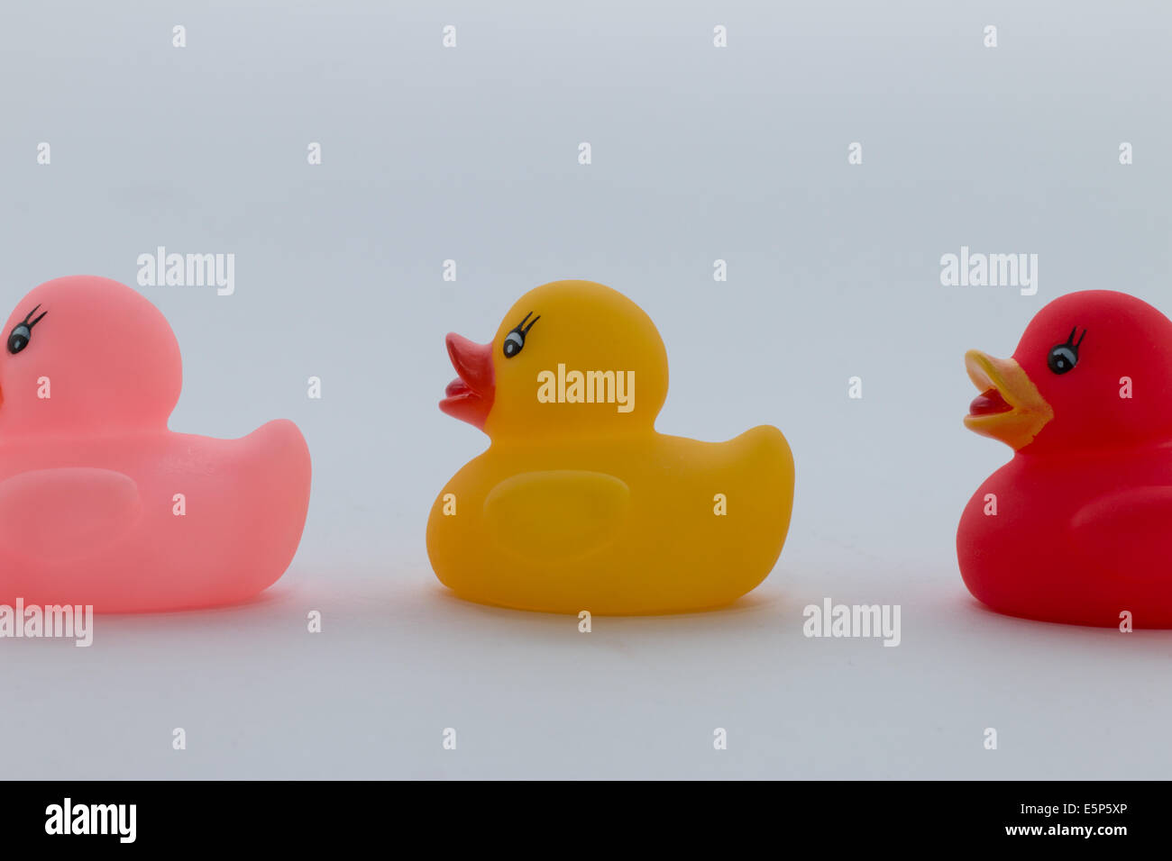 Pink beak duck hi-res stock photography and images - Alamy