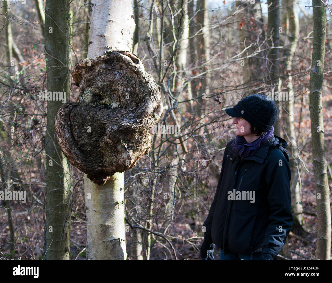 Growth at silver birch hi-res stock photography and images - Alamy
