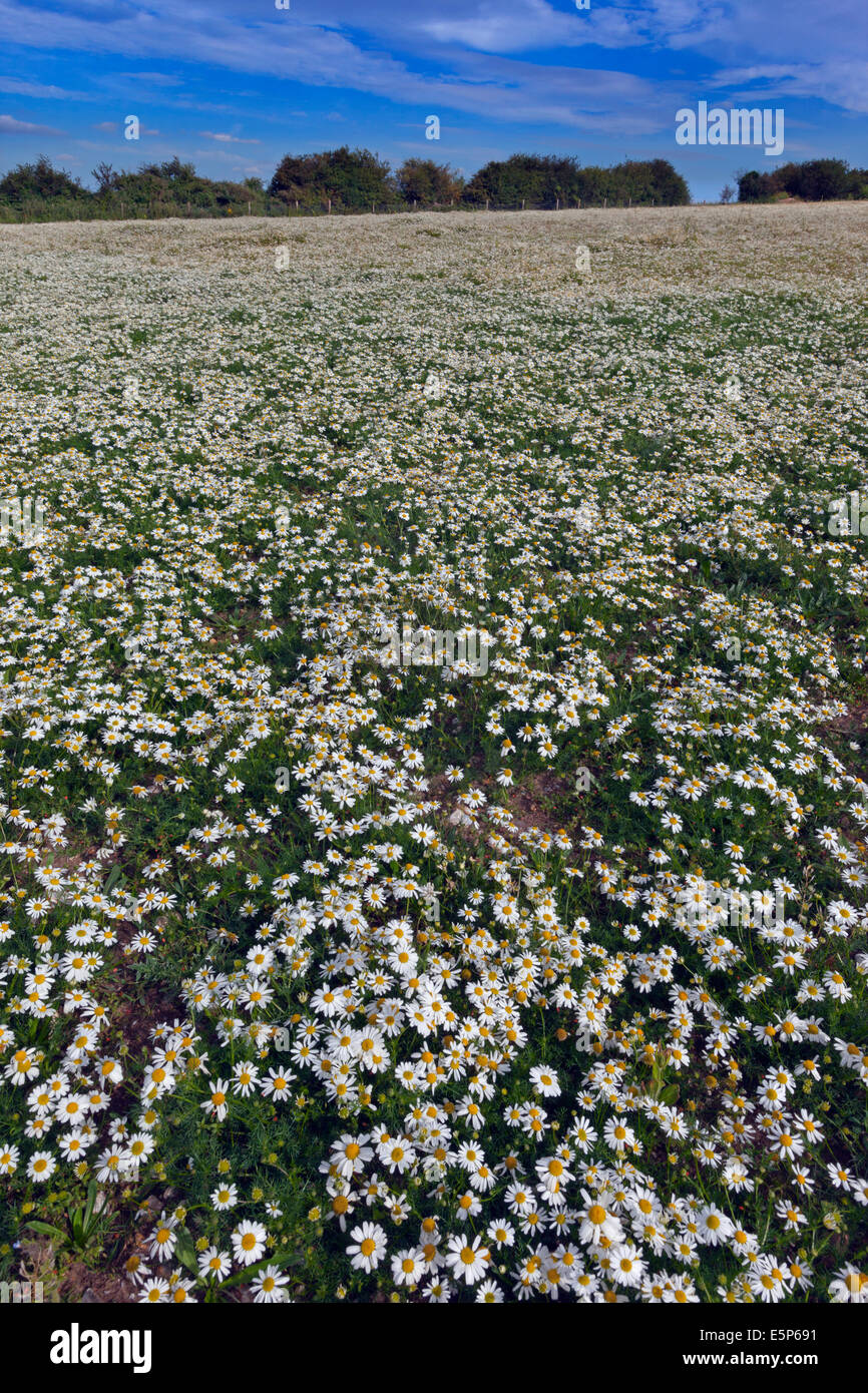 Mass of seed hi-res stock photography and images - Alamy