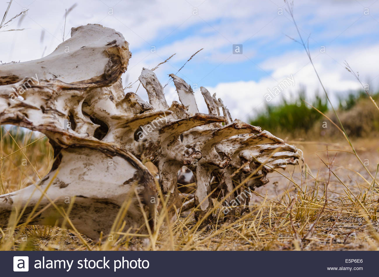 Skeleton Lying On Ground High Resolution Stock Photography and Images ...