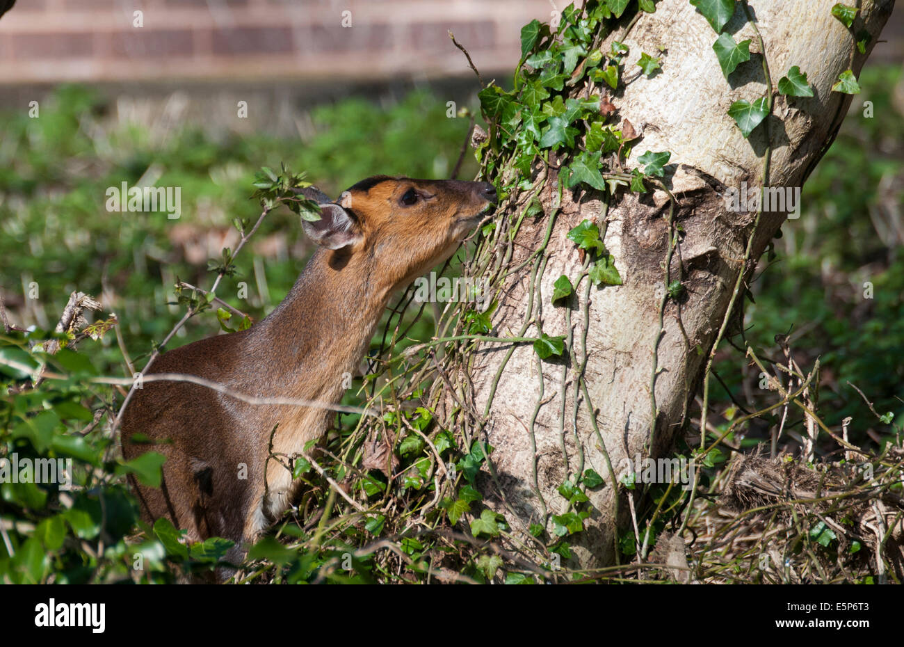 Muntjac deer (Muntiacus reevesi Stock Photo - Alamy