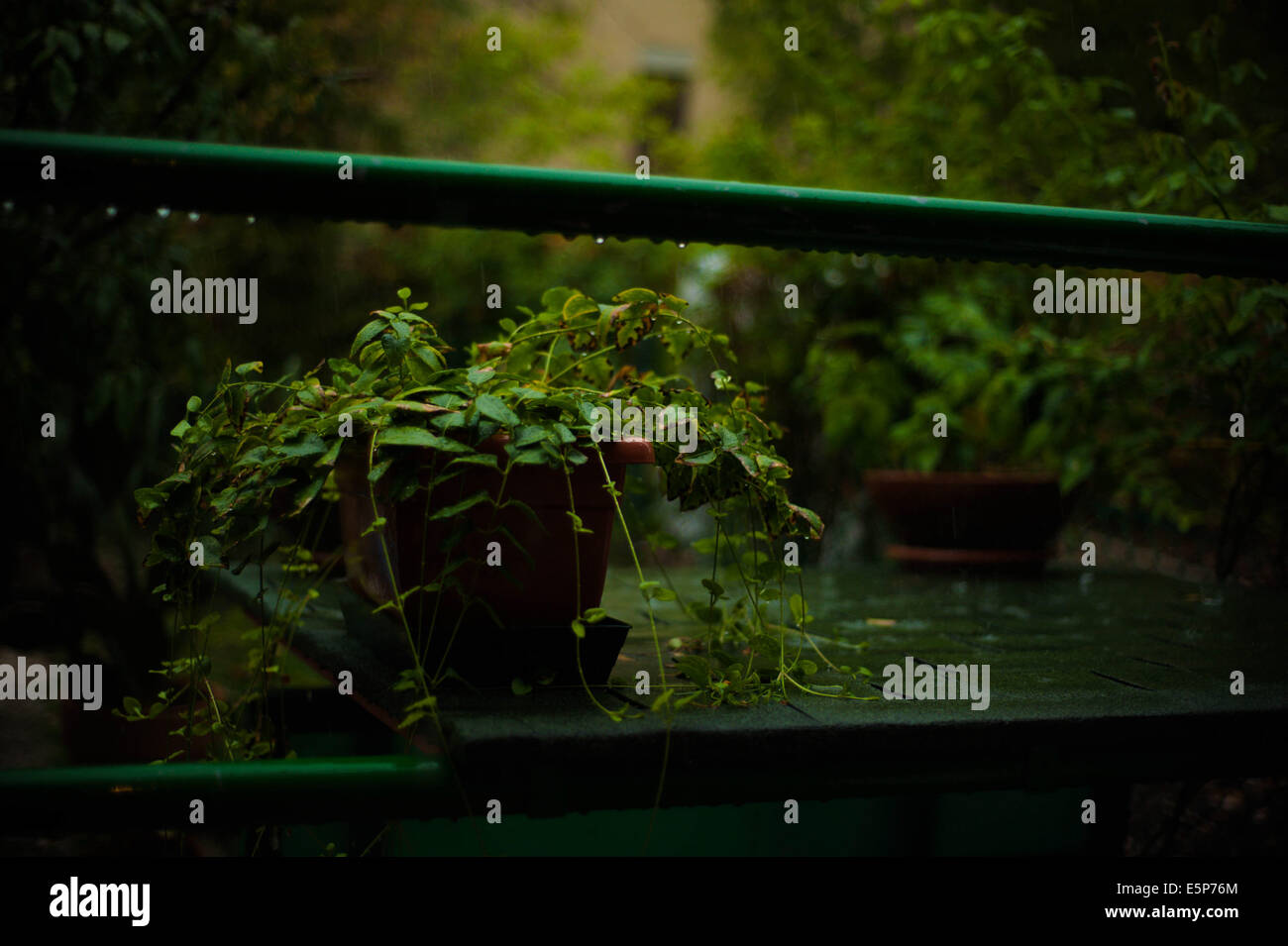 Plants under rain in garden hi-res stock photography and images - Alamy