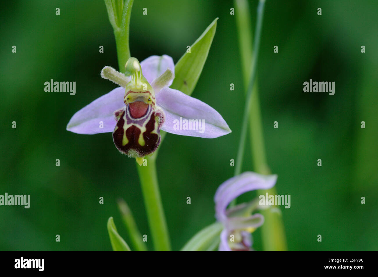 A bee orchid - Ophrys apifera Stock Photo - Alamy