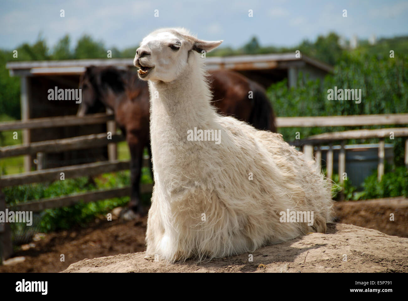 White llama hi-res stock photography and images - Alamy