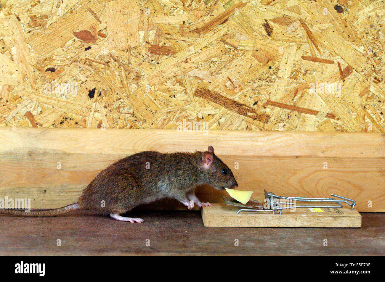 A common brown or Norwegian rat (Rattus norvegicus) investigating a ...