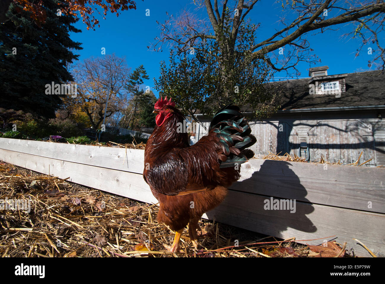 A Rhode Island Red rooster wanders the grounds of Riverdale Farm a ...