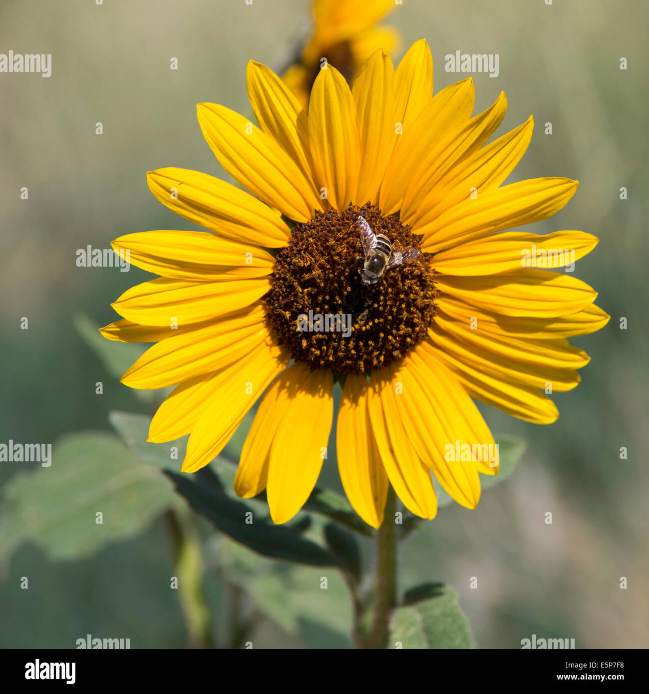 Sunflower insect hi-res stock photography and images - Alamy