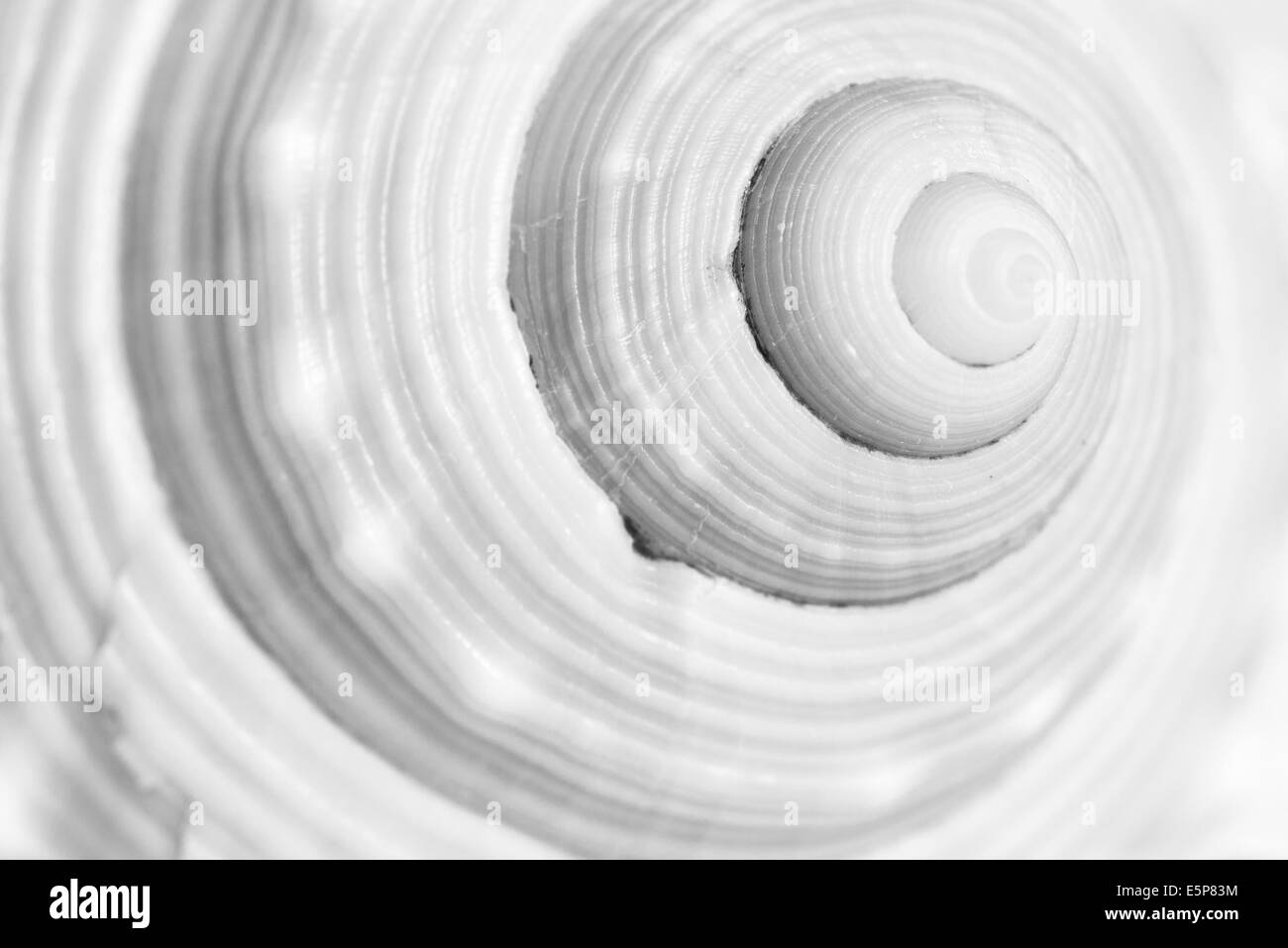 Swirl sea shell Black and White Stock Photos & Images - Alamy