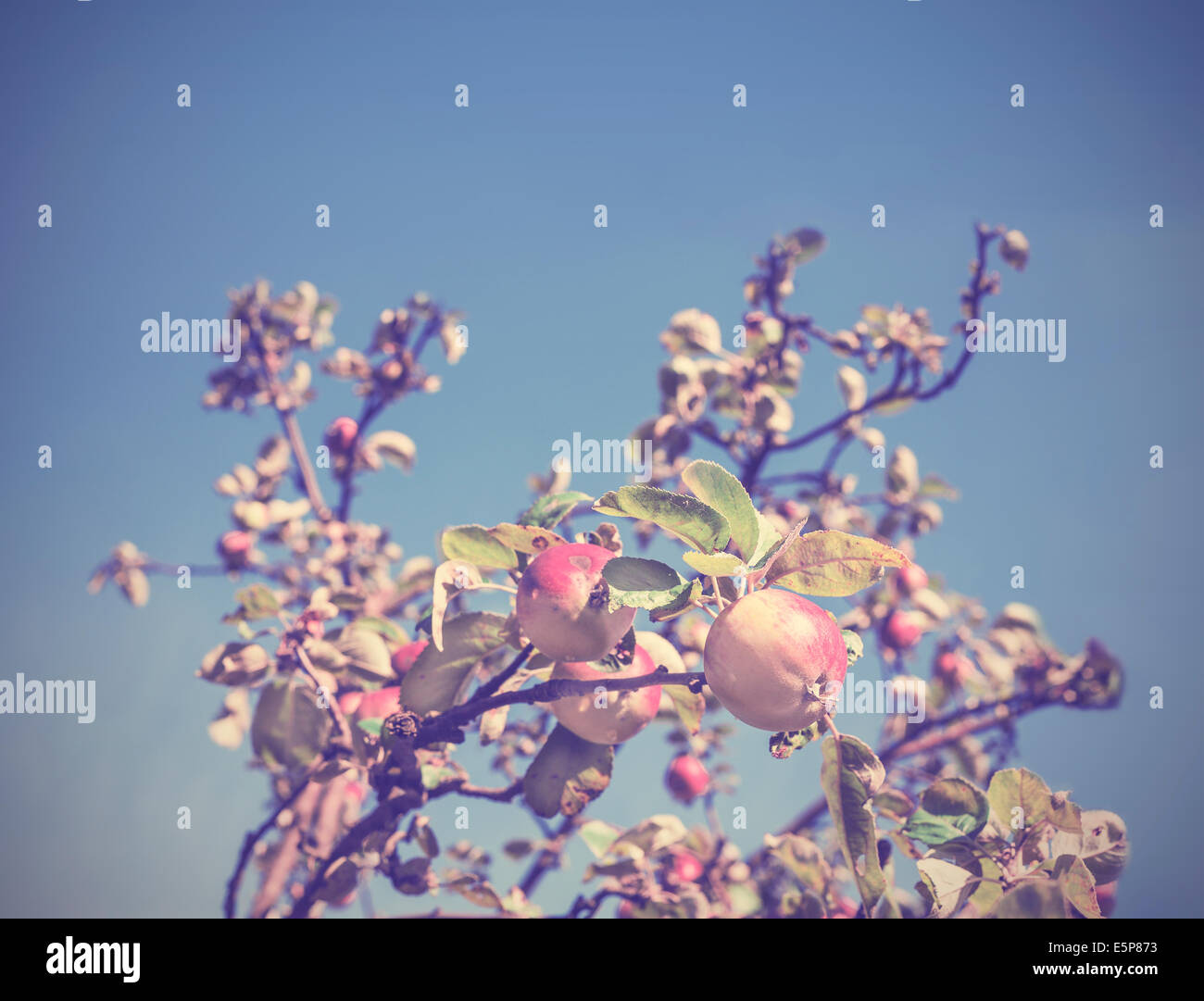 Vintage apple tree background Stock Photo - Alamy