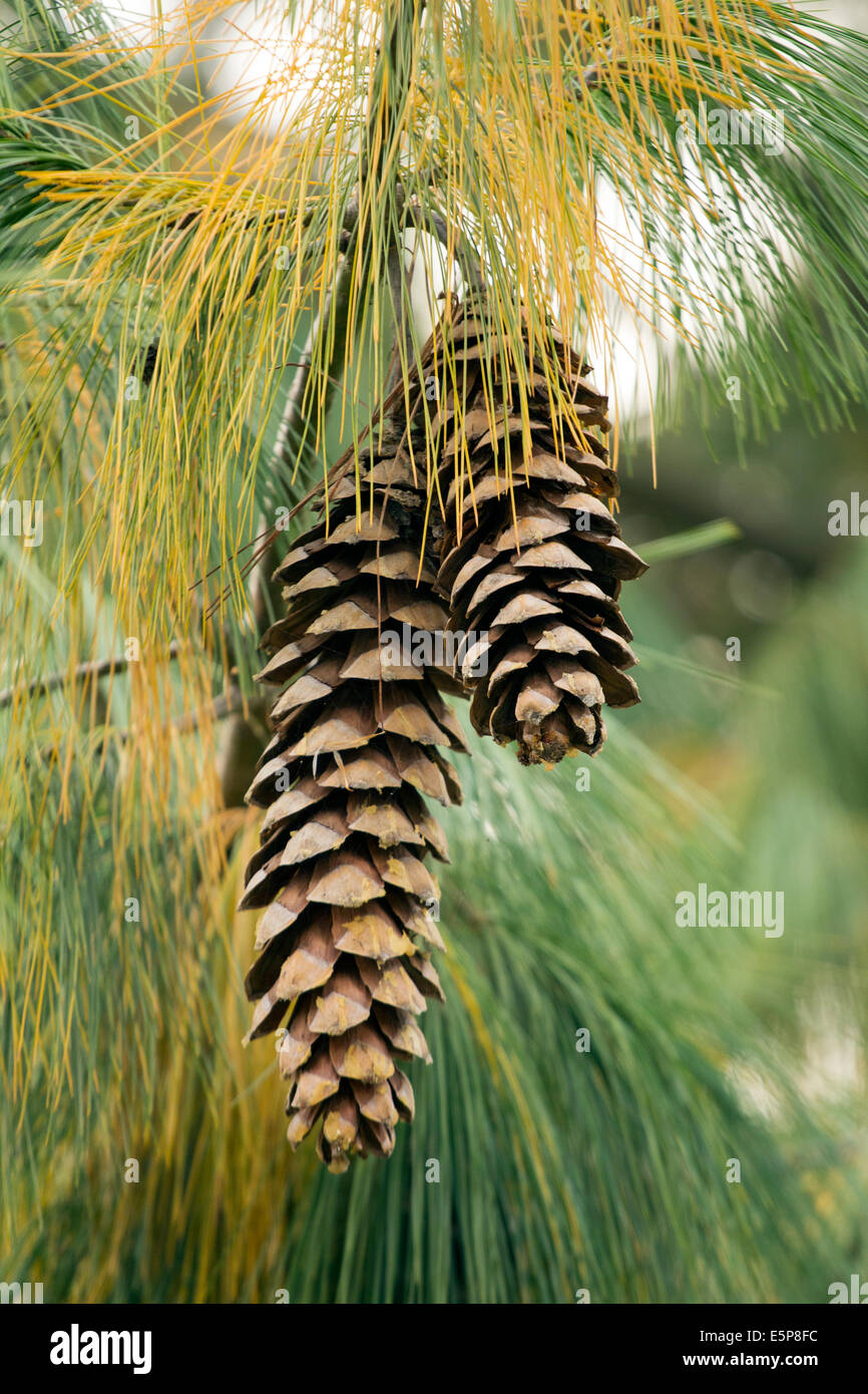 Detail of the pine cone on the tree Stock Photo - Alamy