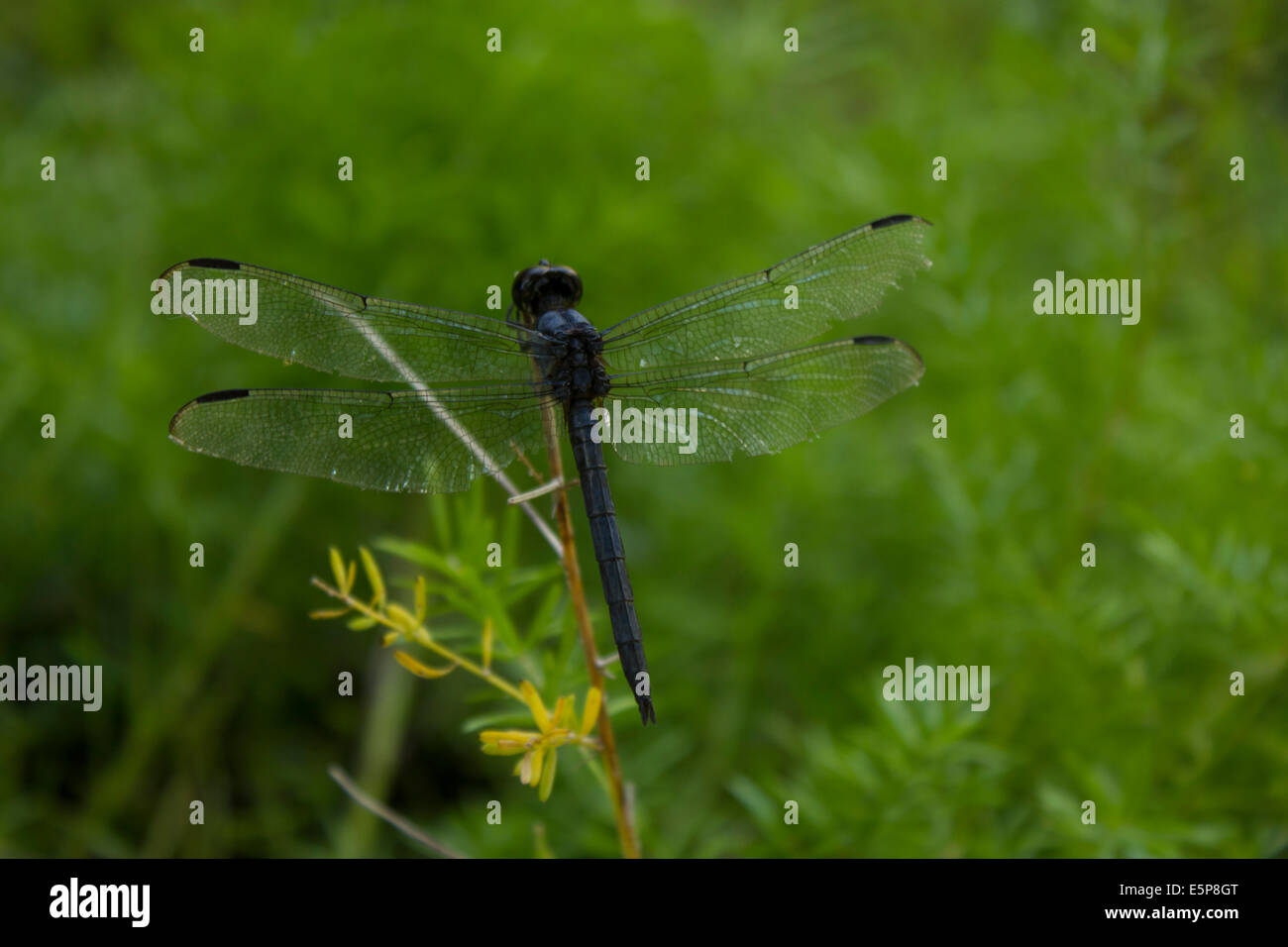 Dragonfly in flight with golden wings hi-res stock photography and ...