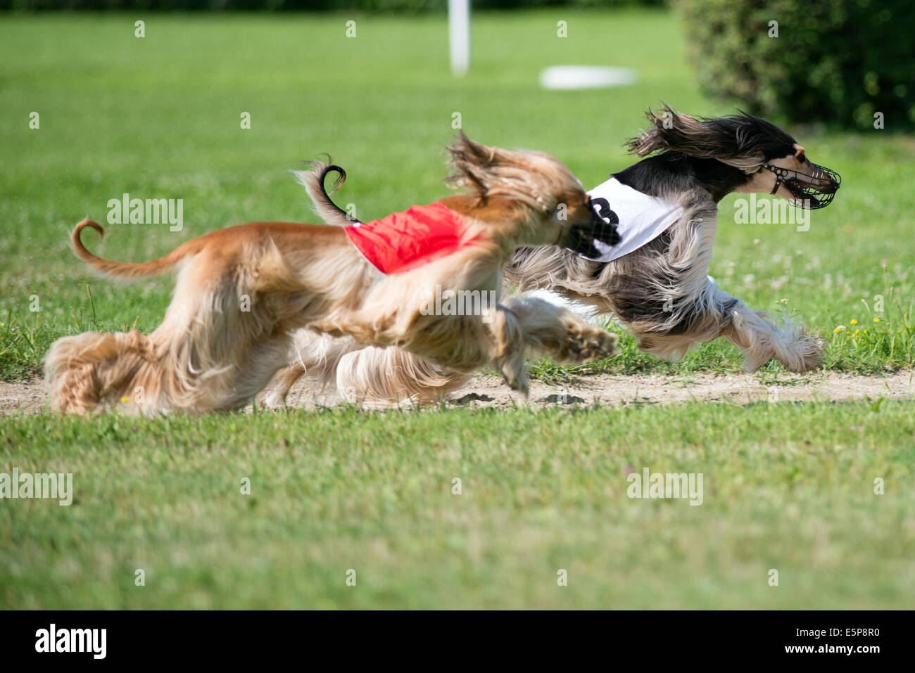 Dogs racing in coursing competition Stock Photo - Alamy