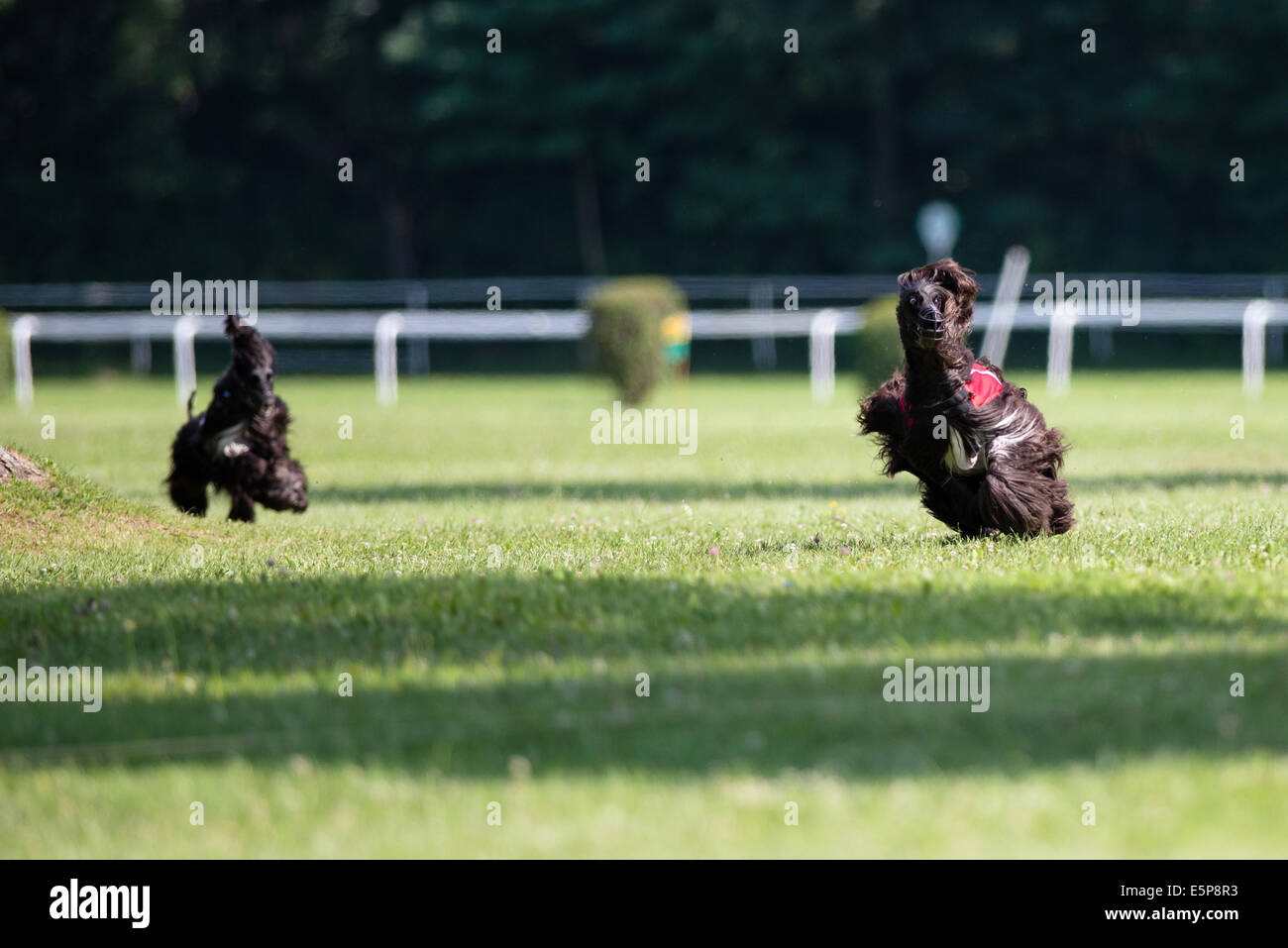 Dogs racing in coursing competition Stock Photo - Alamy