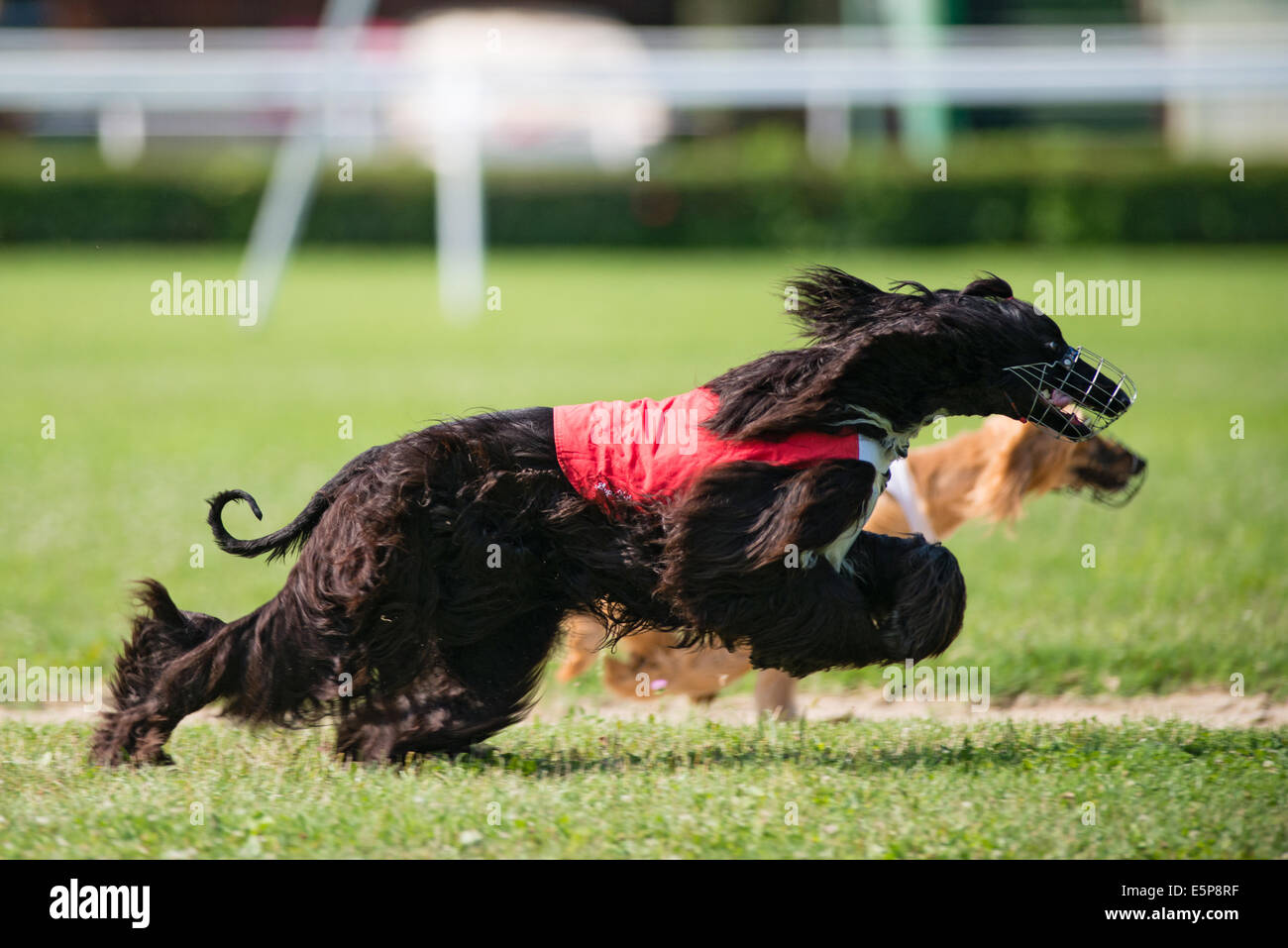Dogs racing in coursing competition Stock Photo - Alamy