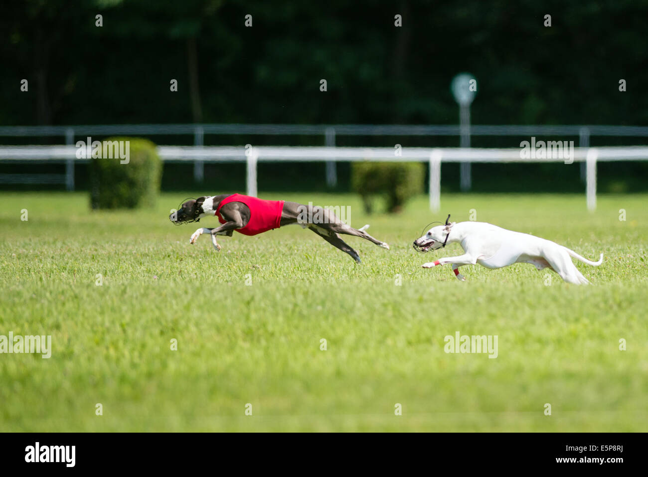 Dogs racing in coursing competition Stock Photo - Alamy