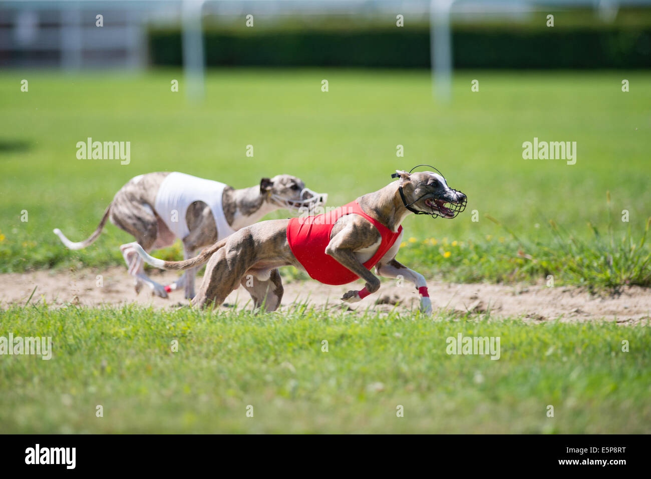 Dogs racing in coursing competition Stock Photo - Alamy
