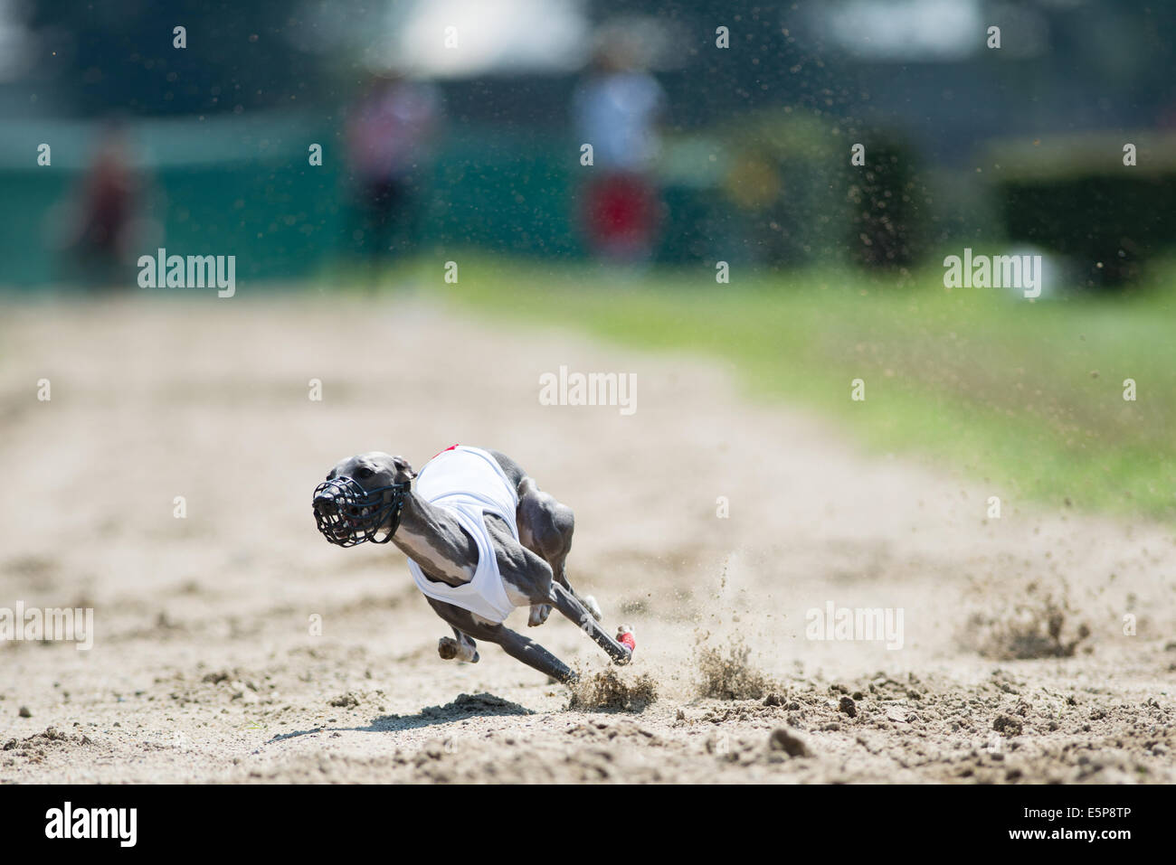 Dog racing in coursing competition Stock Photo - Alamy